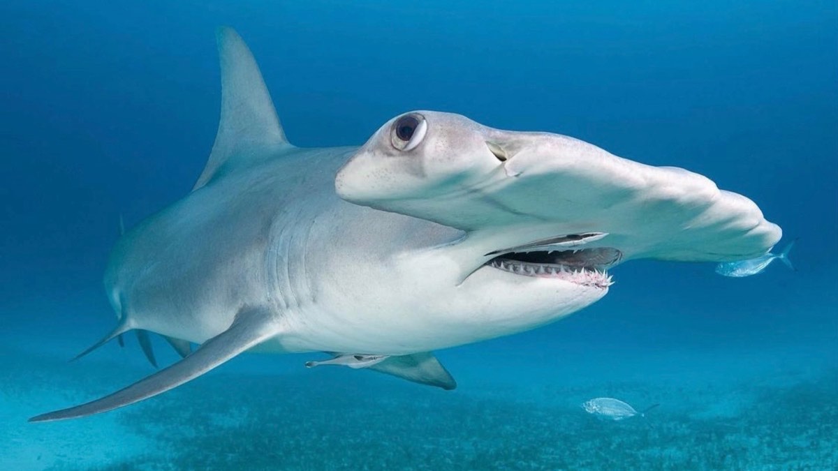 Captan como un tiburón martillo intenta cazar una mantarraya en Cozumel