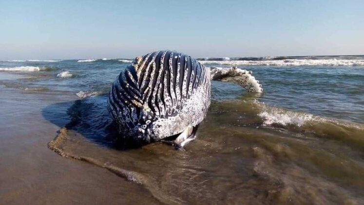 Aparece ballena muerta en playa de Oaxaca