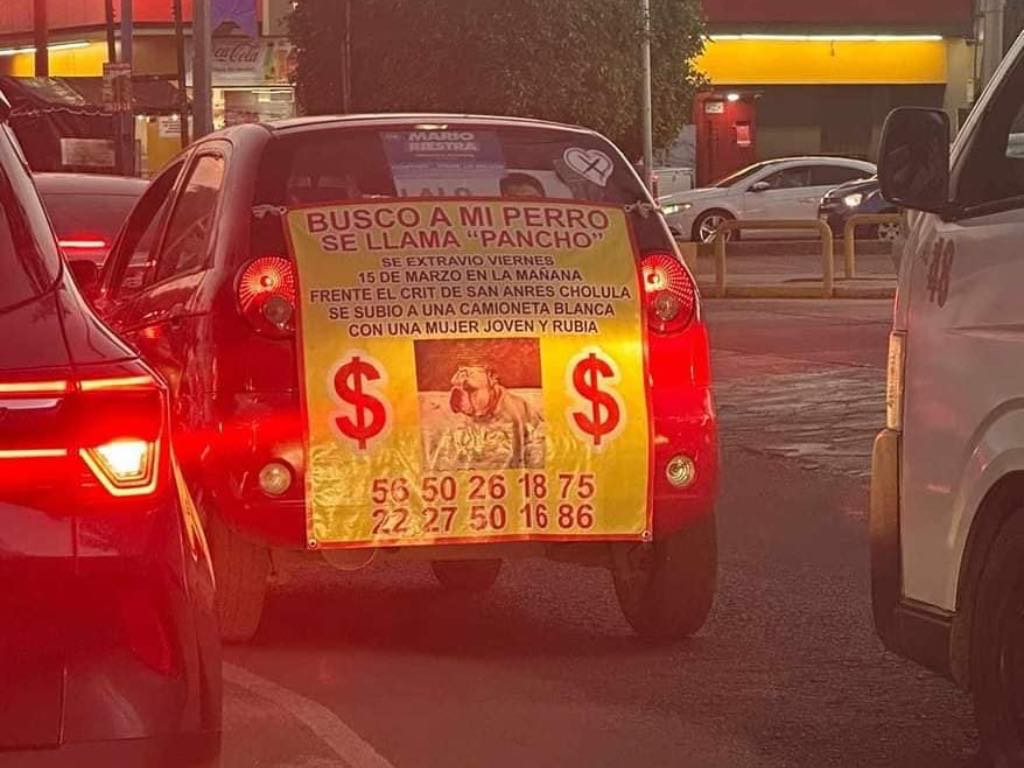 Familia busca desesperadamente a su perrito "Poncho" extraviado en San ...