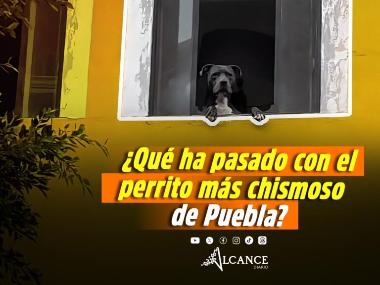 ¿El perrito más chismoso de Puebla? Esto es lo que debes saber del ...