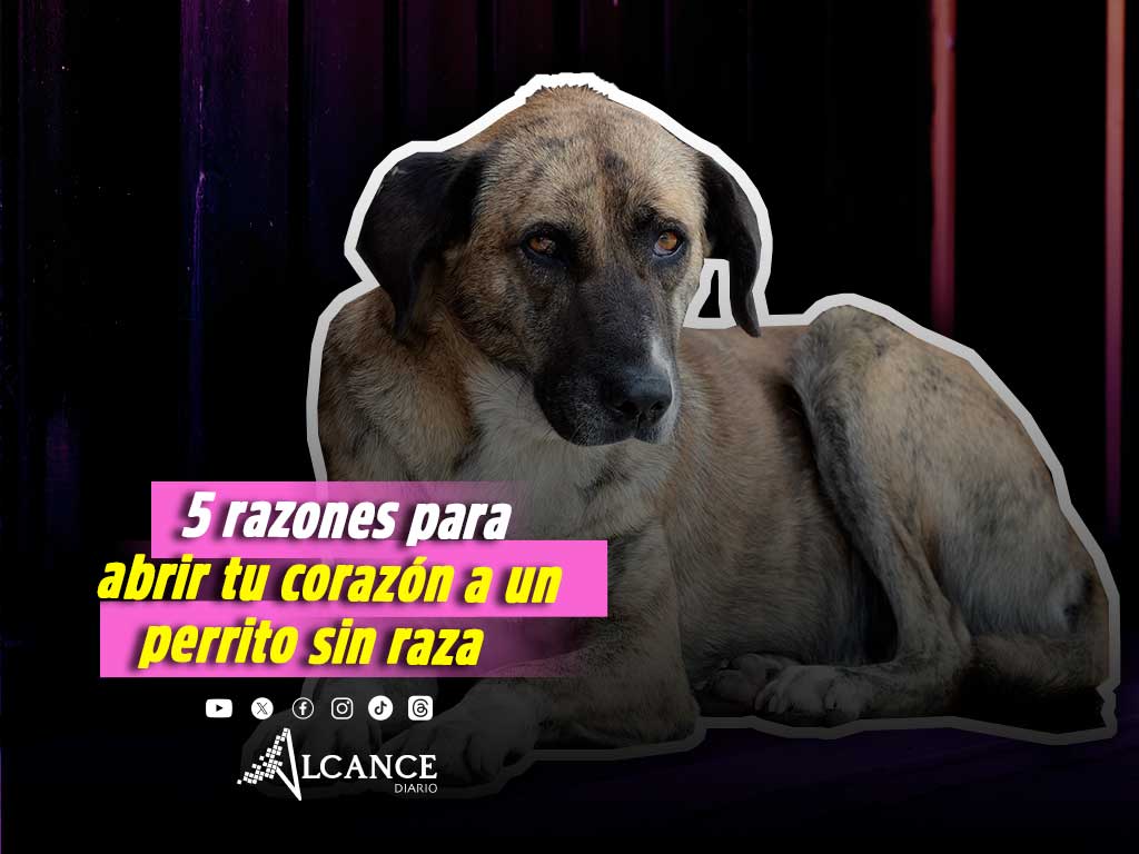 Día del Perro sin Raza: 5 razones para adoptar a un lomito