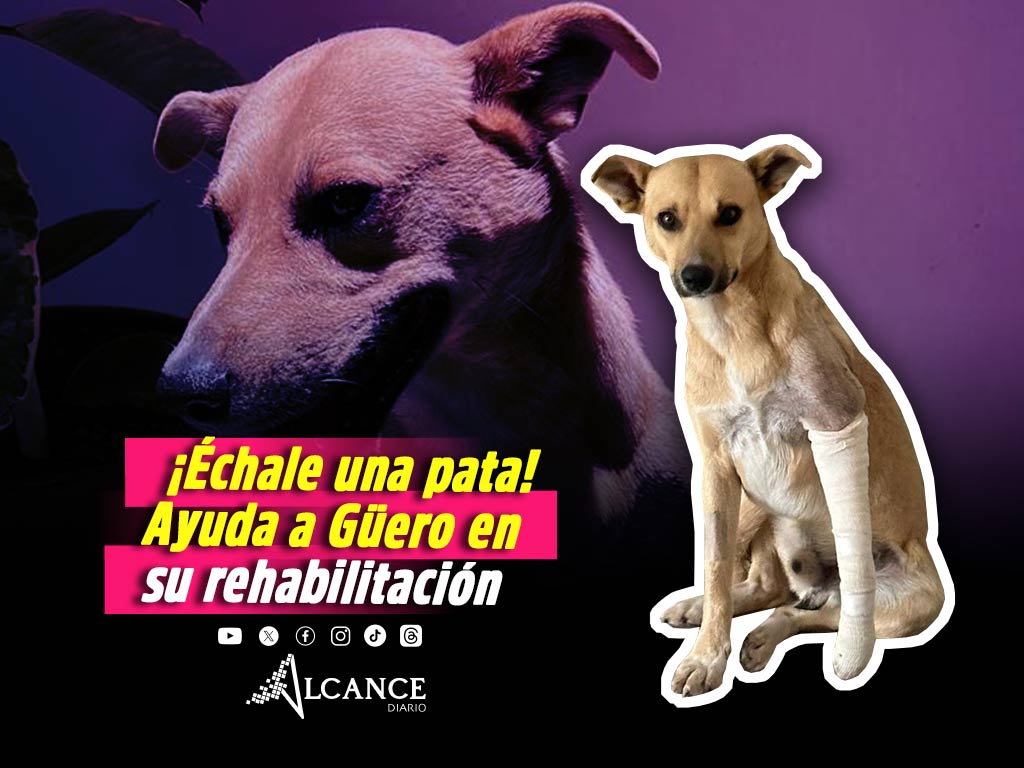 Güero, perrito rescatado del Río Atoyac, necesita apoyo para su ...